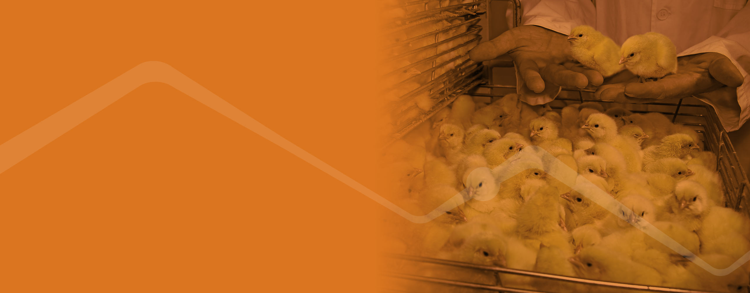 Hatchery - Poultry Cold Chain Solutions - DeltaTrak Europe